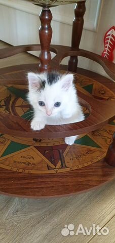 Котенок ищет дом