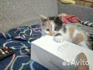 Отдам котенка трех цветного