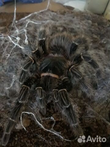 Паук птицеед lasiodora parahybana