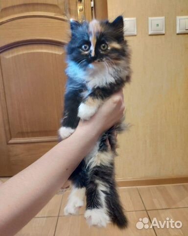 Котёнок ищет дом