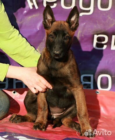 Бельгийская овчарка малинуа, грюнендаль тервюрен