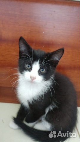 Котята в дар от миниатюрной кошки