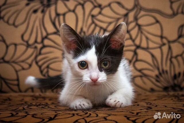 Забавный котёнок в дар