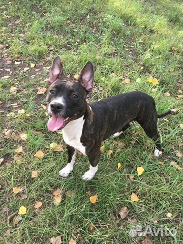 Отдам щенка Стафа