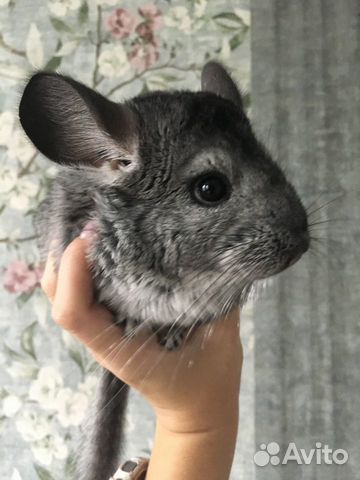 Шиншилла