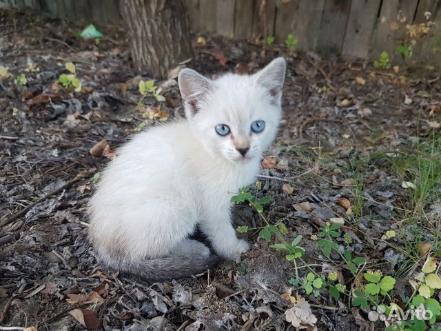 Котенок
