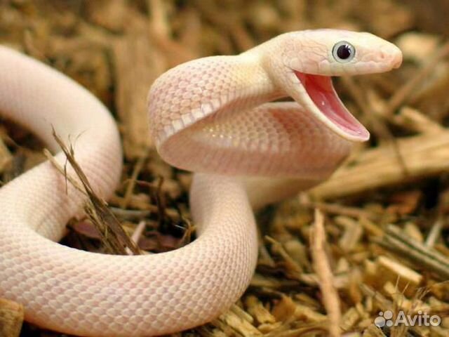 Техасский полоз леуцист