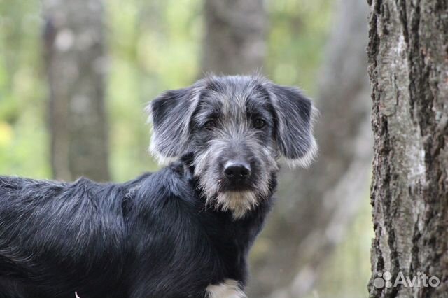 Ищу добрые и надежные руки