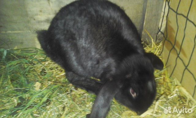 Крольчиха сукрольная фр баран и рабочий самец
