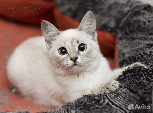 Лапка-очаровательная кошечка (3 мес) ищет дом