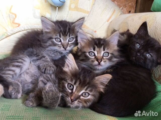 Котята 2 месяца