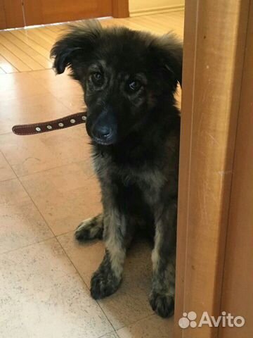 Пушистый щенок по имени Фунтик ищет дом