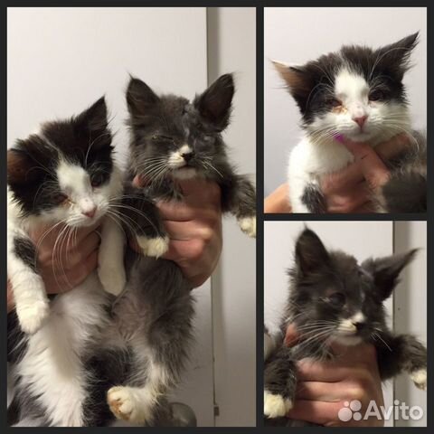 Особые котята ищут семью