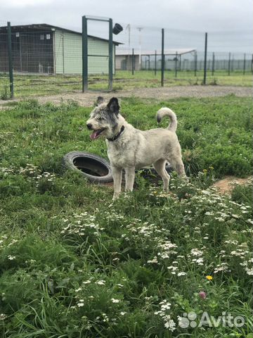 Метис южнорусской овчарки