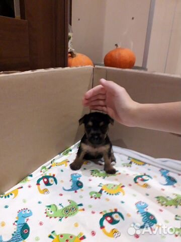 Продам щенков от йоршского терьера скрещенного с т