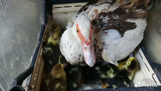 Продам мускусных утят