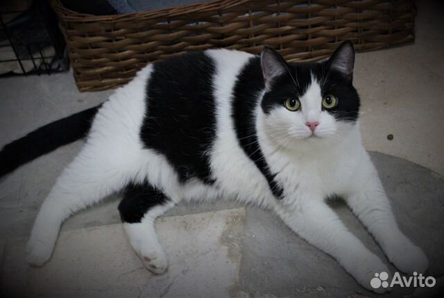 Кот в добрые руки