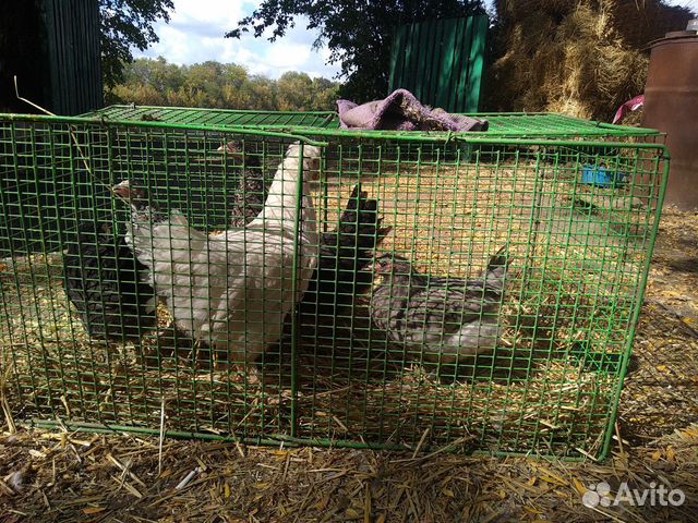 Домашние курочки до 3,5 месяцев