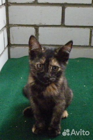 Котенок девочка в добрые ручки
