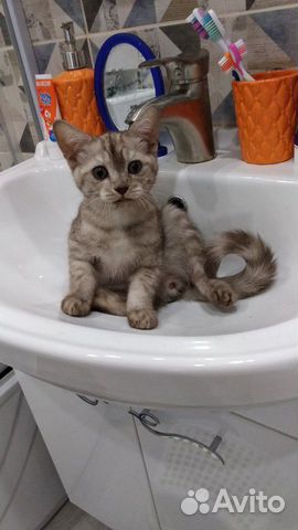 Отдам котенка британца