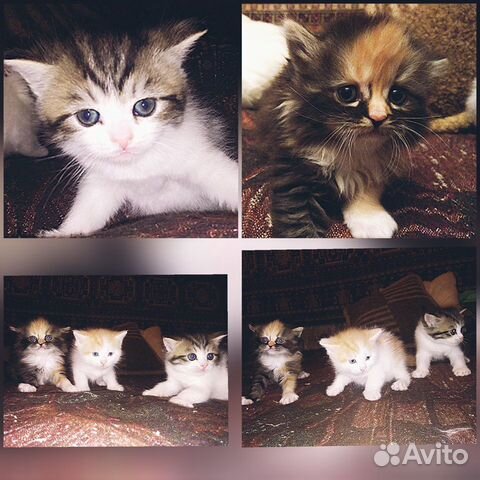 Котята возраст 1 месяц 5 дней