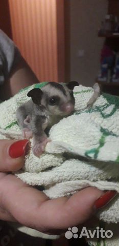 Сахарный поссум