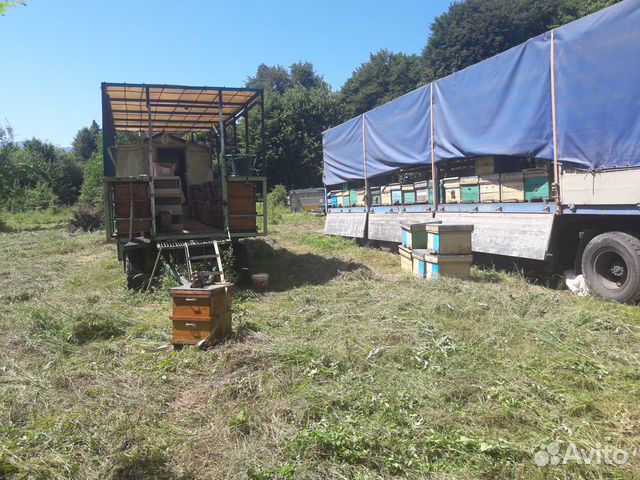 Пчелы, пчелопакеты, пчеломатки