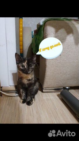 Котёнок в добрые руки