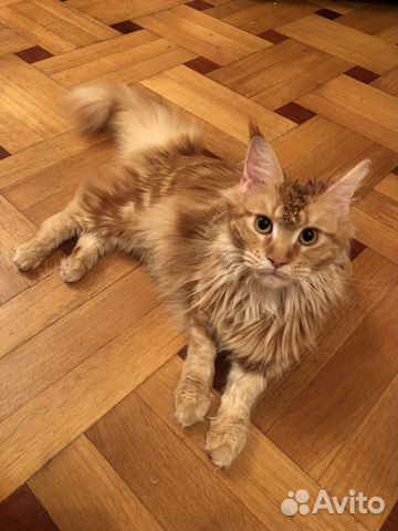 Девочка Мэйк Кун