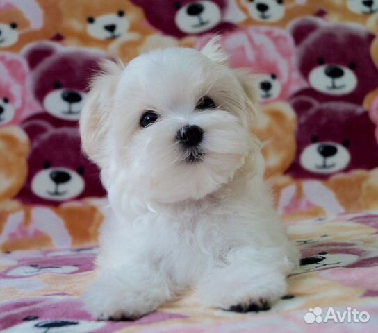 Самая обаятельная и привлекательная