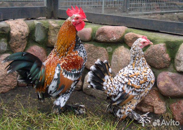 Петушки