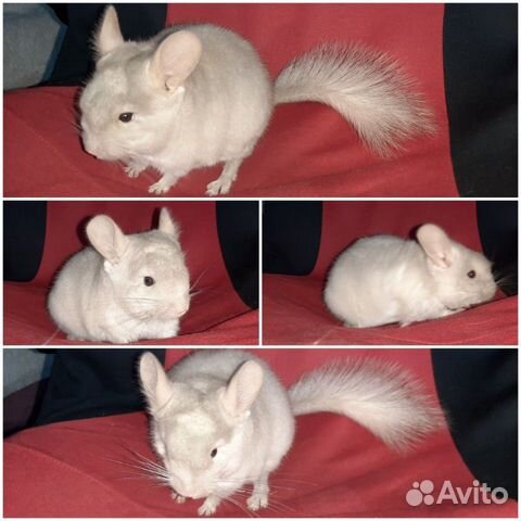 Бархатная девочка носитель ангоры