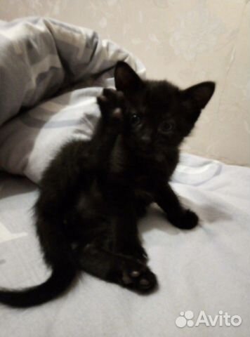 Брутальный котик