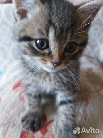 Котик шотландской породы