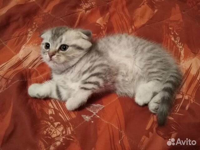 Плюшевые вислоухие вискасы