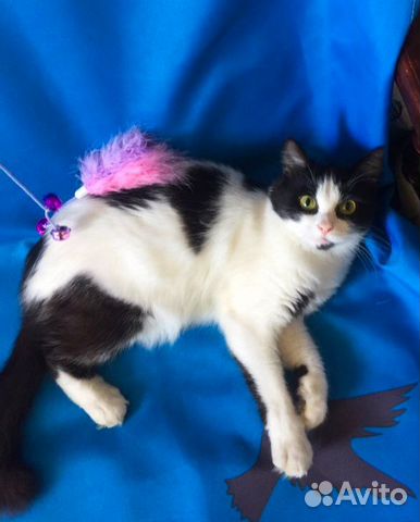 Красивая пушистая красотка кошка ищет дом