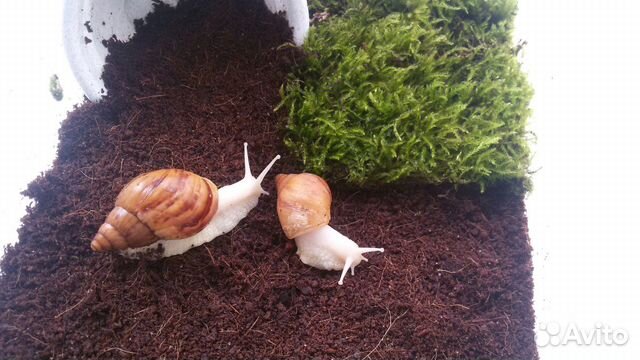 Улитки с полным комплектом)