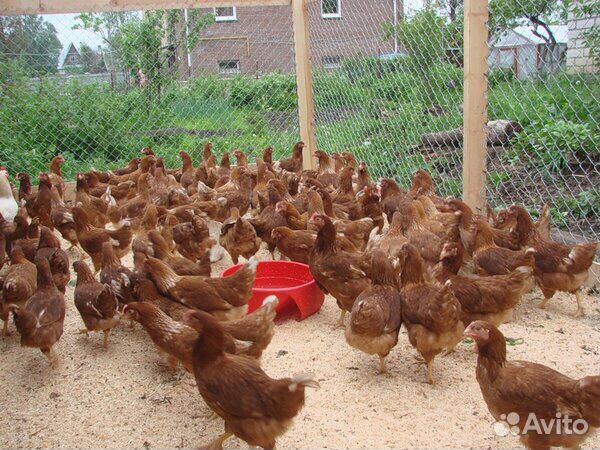 Куры несушки