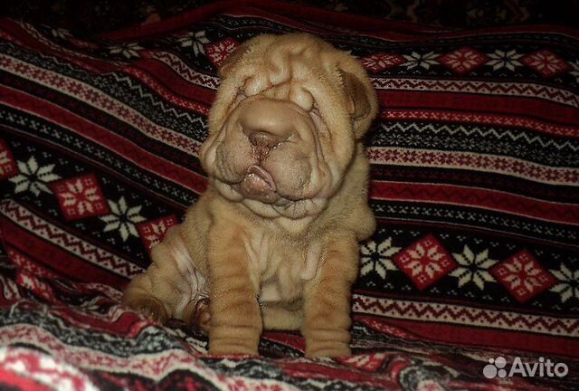 Милый плюшка