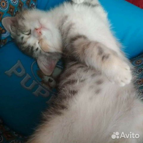 Котенок Сима