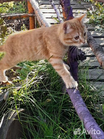Котята