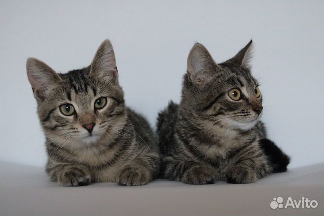 Милые полосатики ищут дом