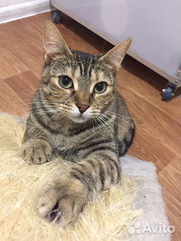 Кошечка Тигра