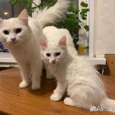Ангорские котята