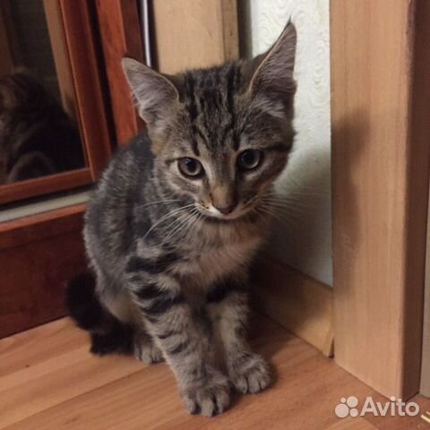 Котику нужен дом