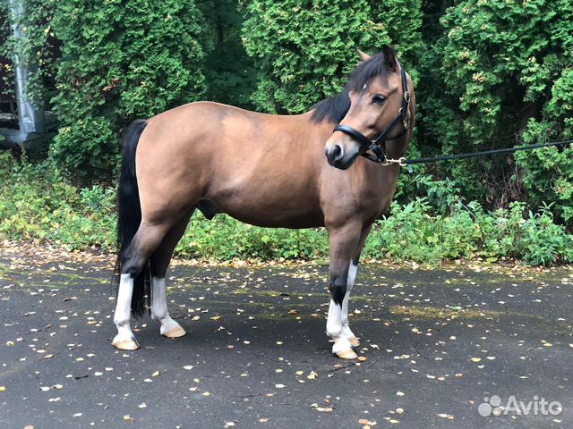 Продаётся немецкий пони