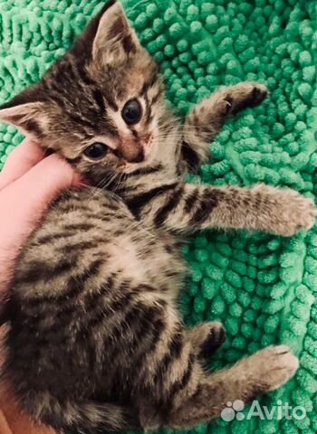 Котенок Милочка ищет дом