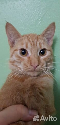 Рыжий котенок Лео 4,5мес ласковый,здоровый