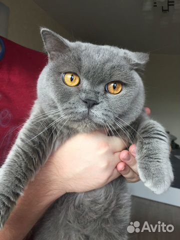 Отдам британскую кошку, 5 лет