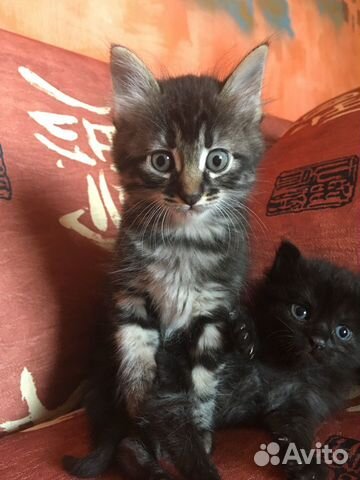 Кошечка 1,5 месяца - крысолов